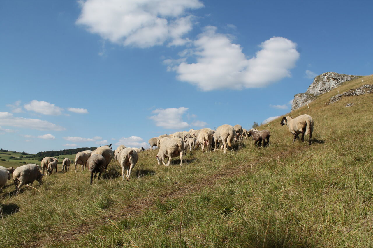 Melchingen - Sonnenbühl Tourismus