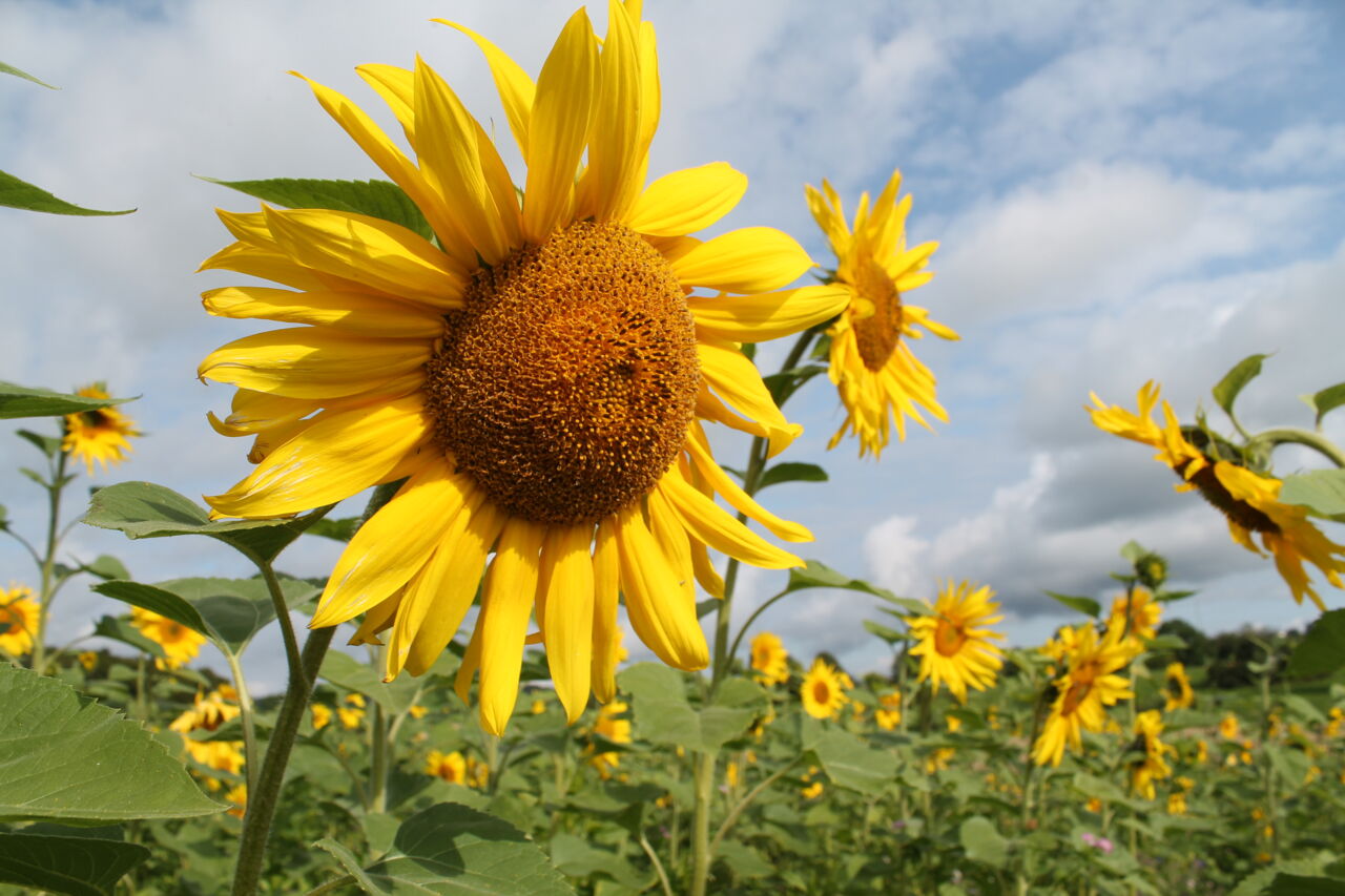 Melchingen - Sonnenbühl Tourismus